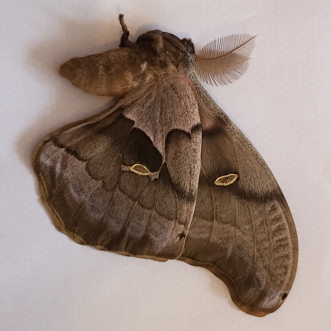 Papered/unset/unmounted/folded Real Moth,antheraea Polyphemus, the ...