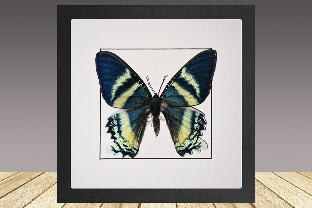 Alcides Orontes, Real Moth, Framed Moth - Etsy