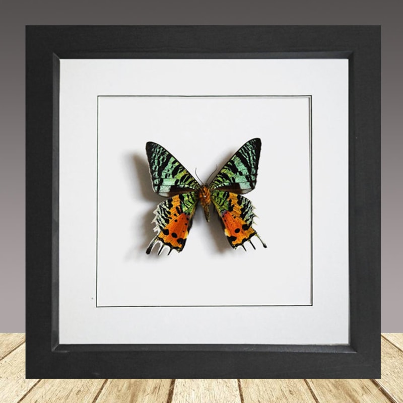 Framed Insects - Etsy