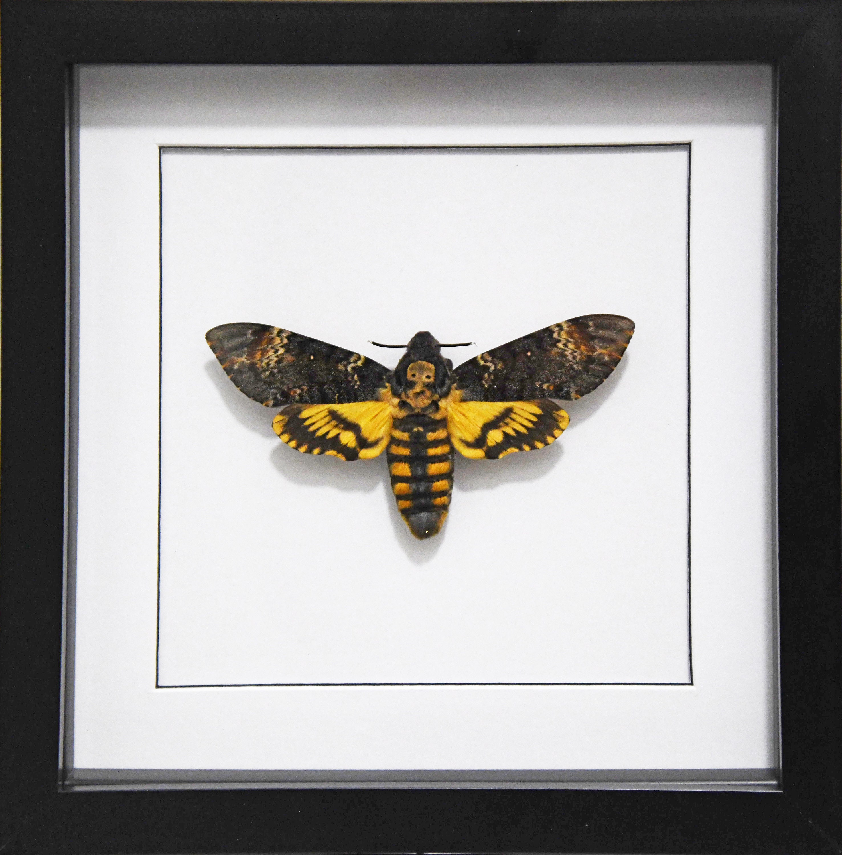 Deaths-head Hawk Moth Framed Moth Real Moth Silence of the - Etsy