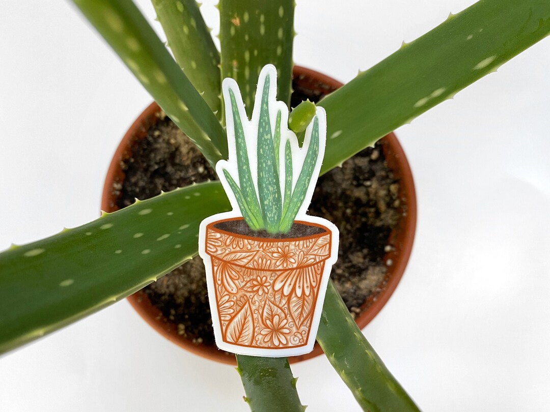 Aloe Vera Plant Sticker Waterbottle Sticker Laptop Sticker Plant ...
