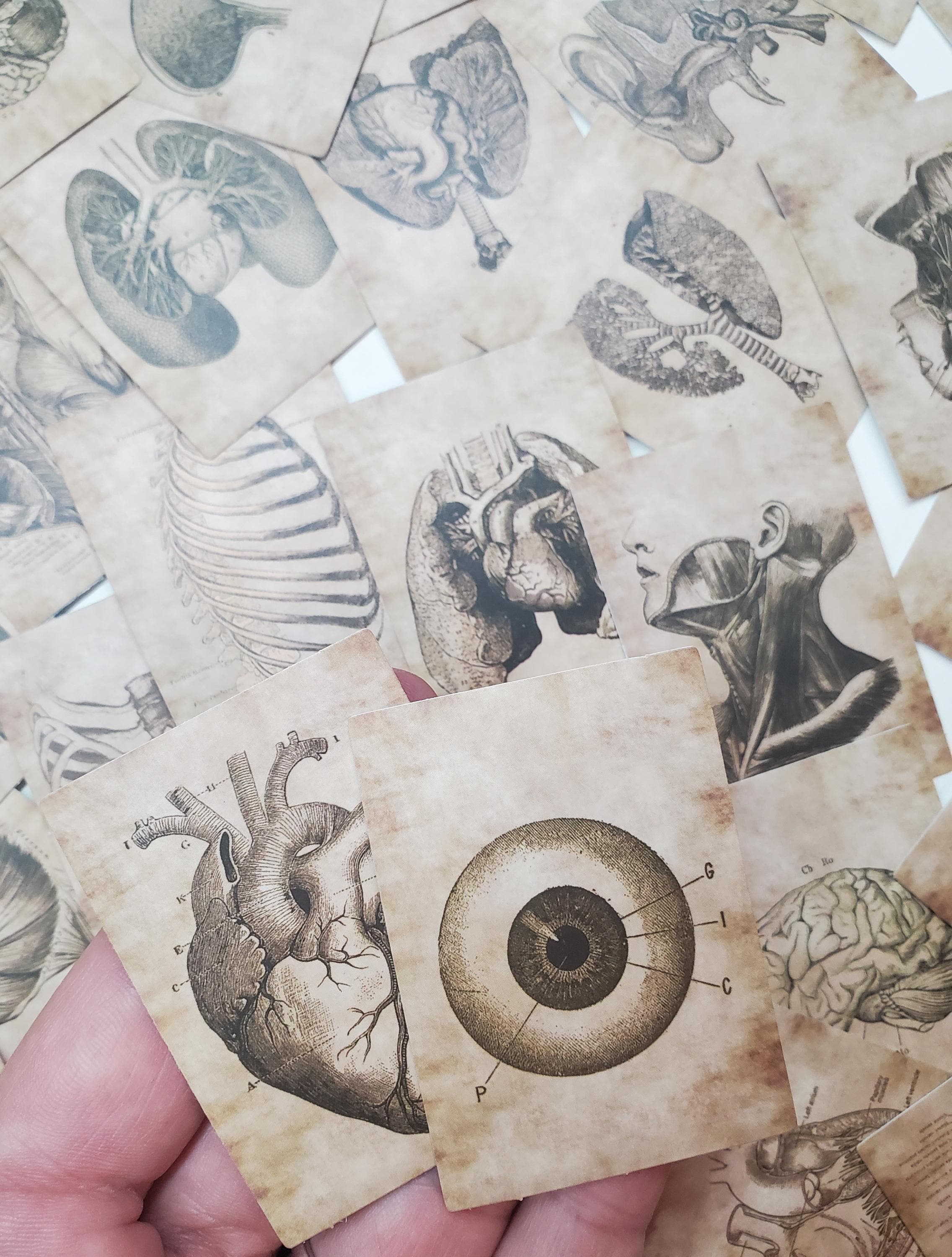 Anatomy Stickers: Vintage Body Parts Book Pages, Waterproof Set of 10 ...