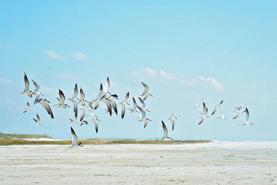Flock of Birds, Siesta Key, Florida (digital Download) - Etsy