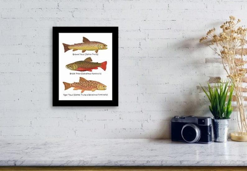 Trout Art Print, Tiger Trout Print, Brown Trout Print, Brook Trout ...