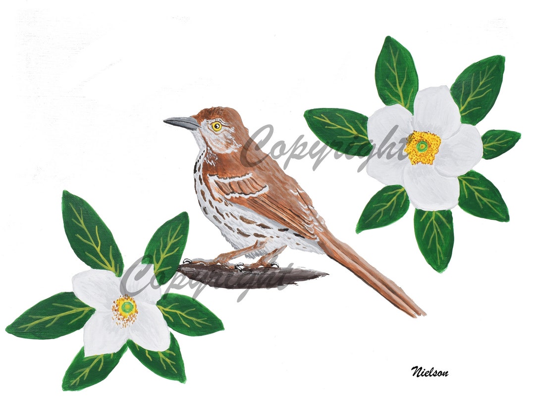 Thrasher Art, Bird Painting, Bird Art, Georgia State Bird, Brown ...