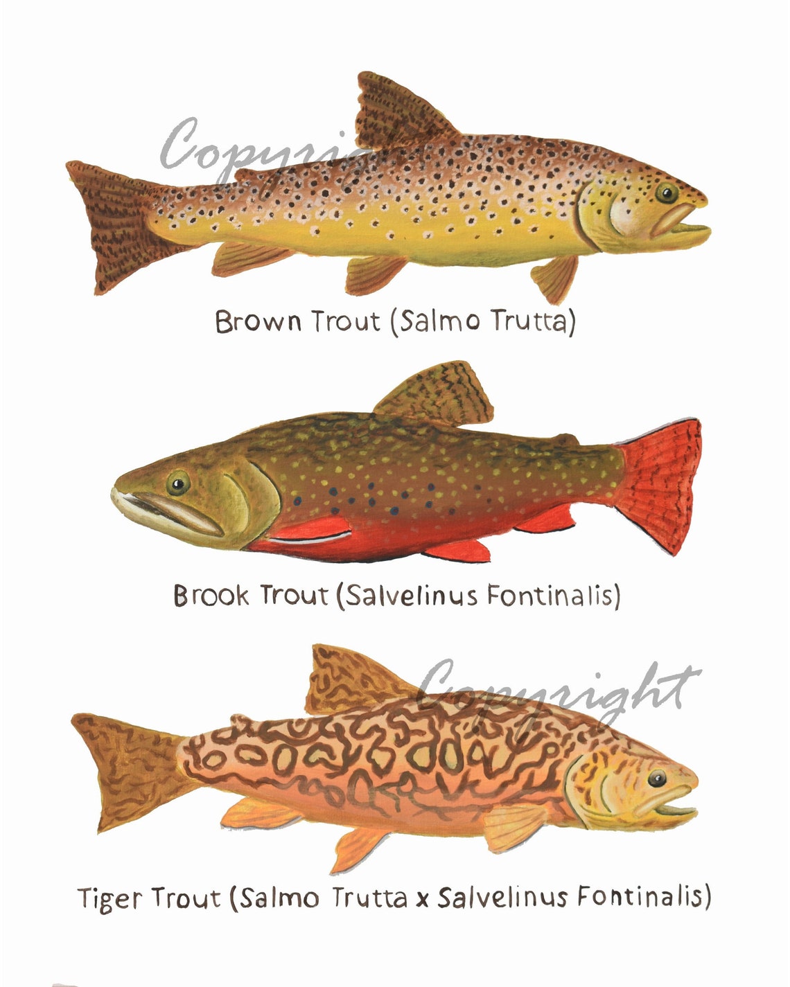 Trout Art Print, Tiger Trout Print, Brown Trout Print, Brook Trout ...