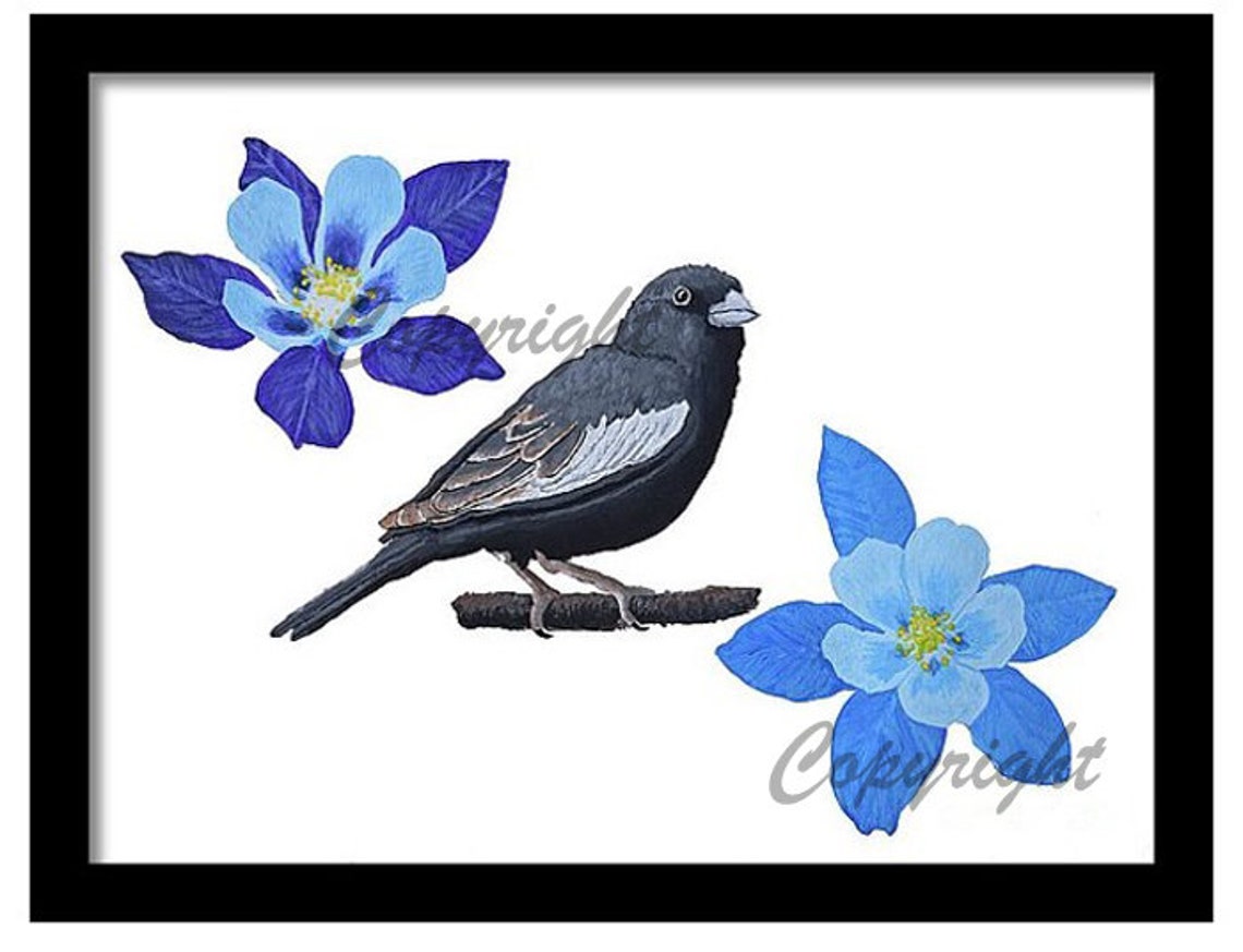 Lark Bunting Paniting, Flower Painting, Colorado State Bird, State ...