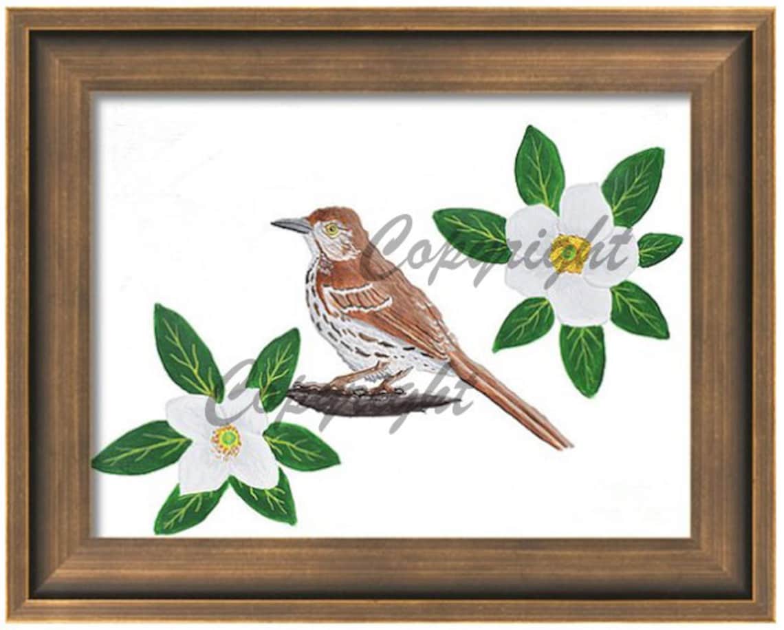 Thrasher Art, Bird Painting, Bird Art, Georgia State Bird, Brown ...