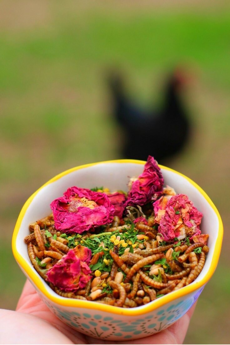 BEE A Beautiful Hens Chicken Treat With Mealworms, Roses, and Non-gmo ...