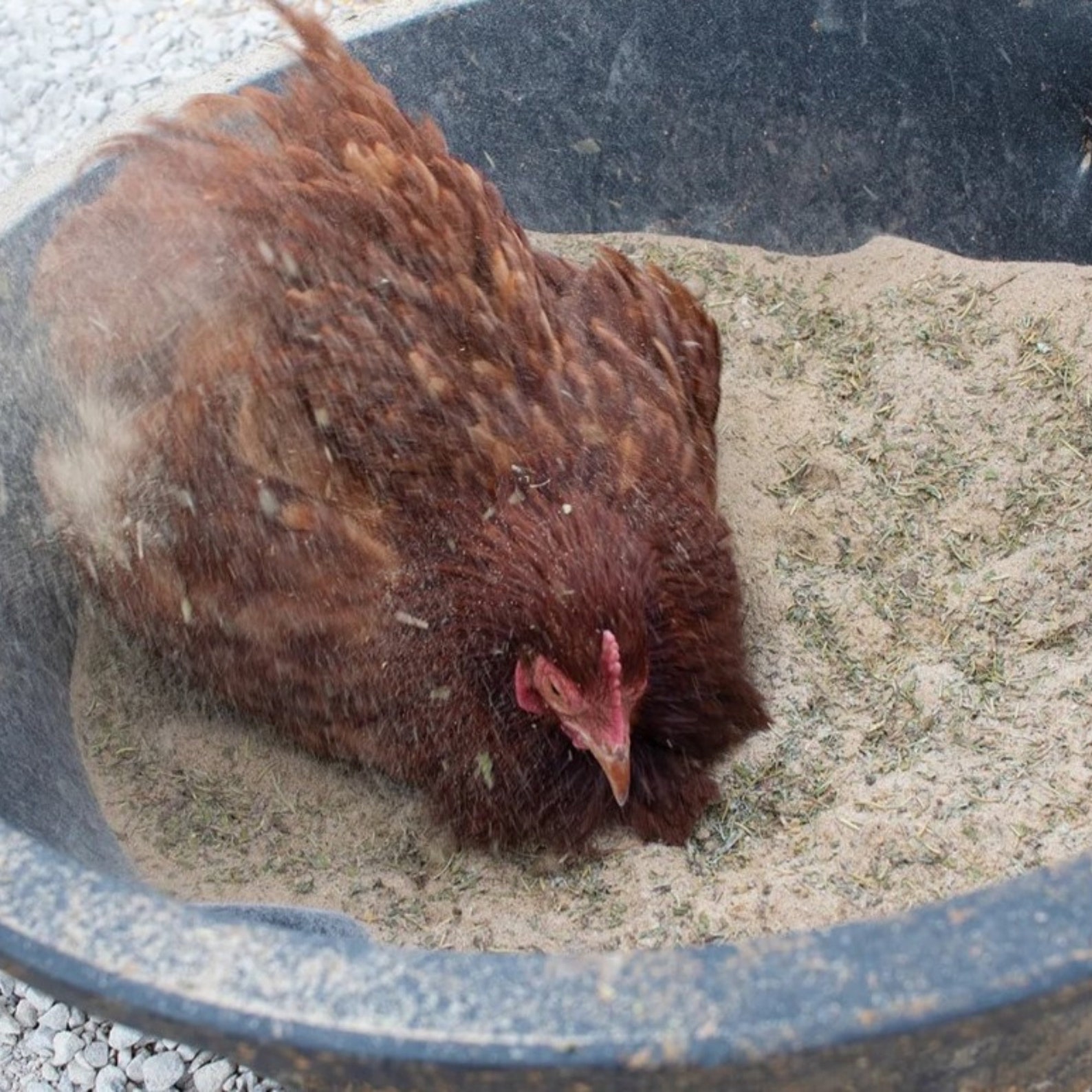 Pick Me up Floral Dust Bath With Herbs, Dried Flowers, and Botanicals ...