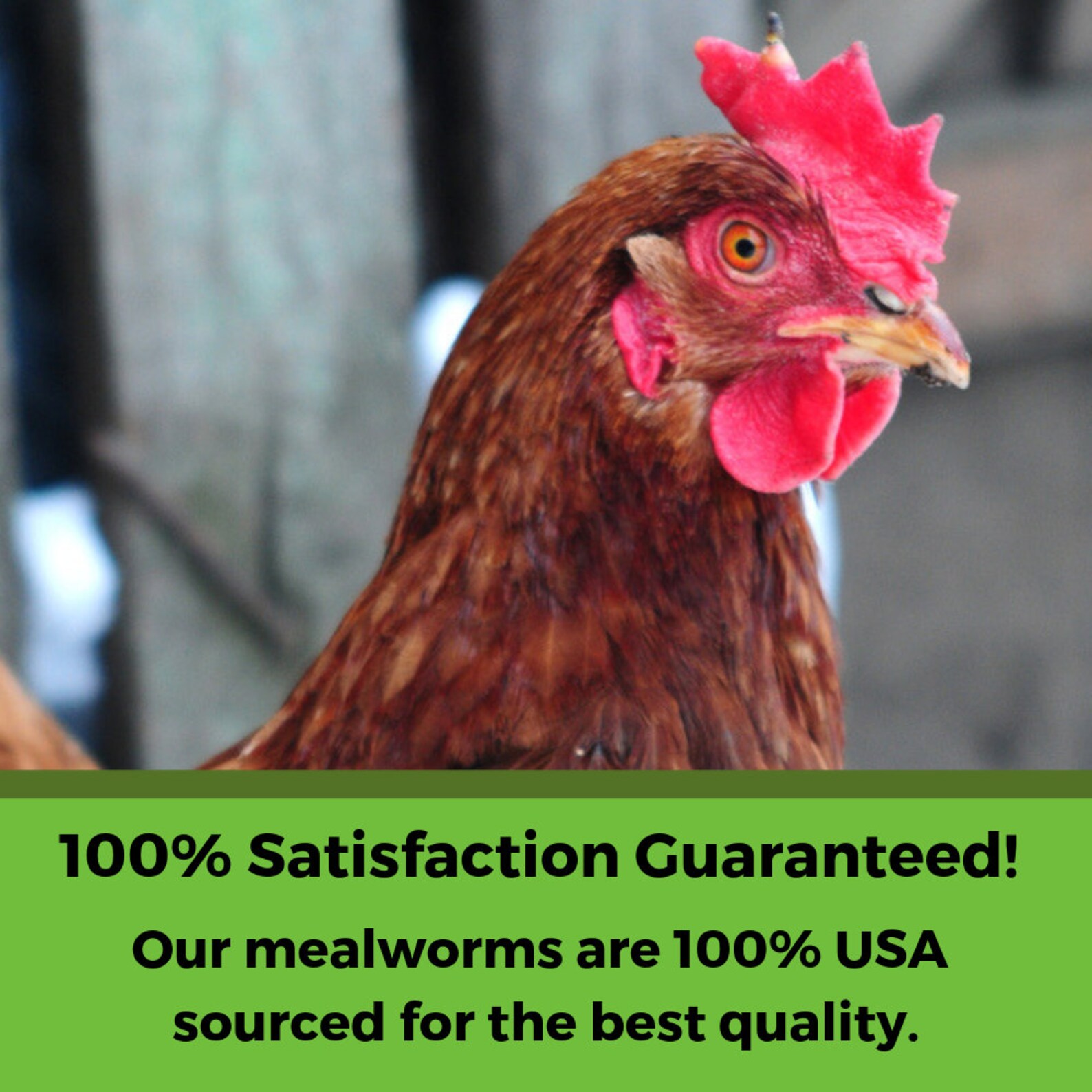 BEE A Beautiful Hens Chicken Treat With Mealworms, Roses, and Non-gmo ...