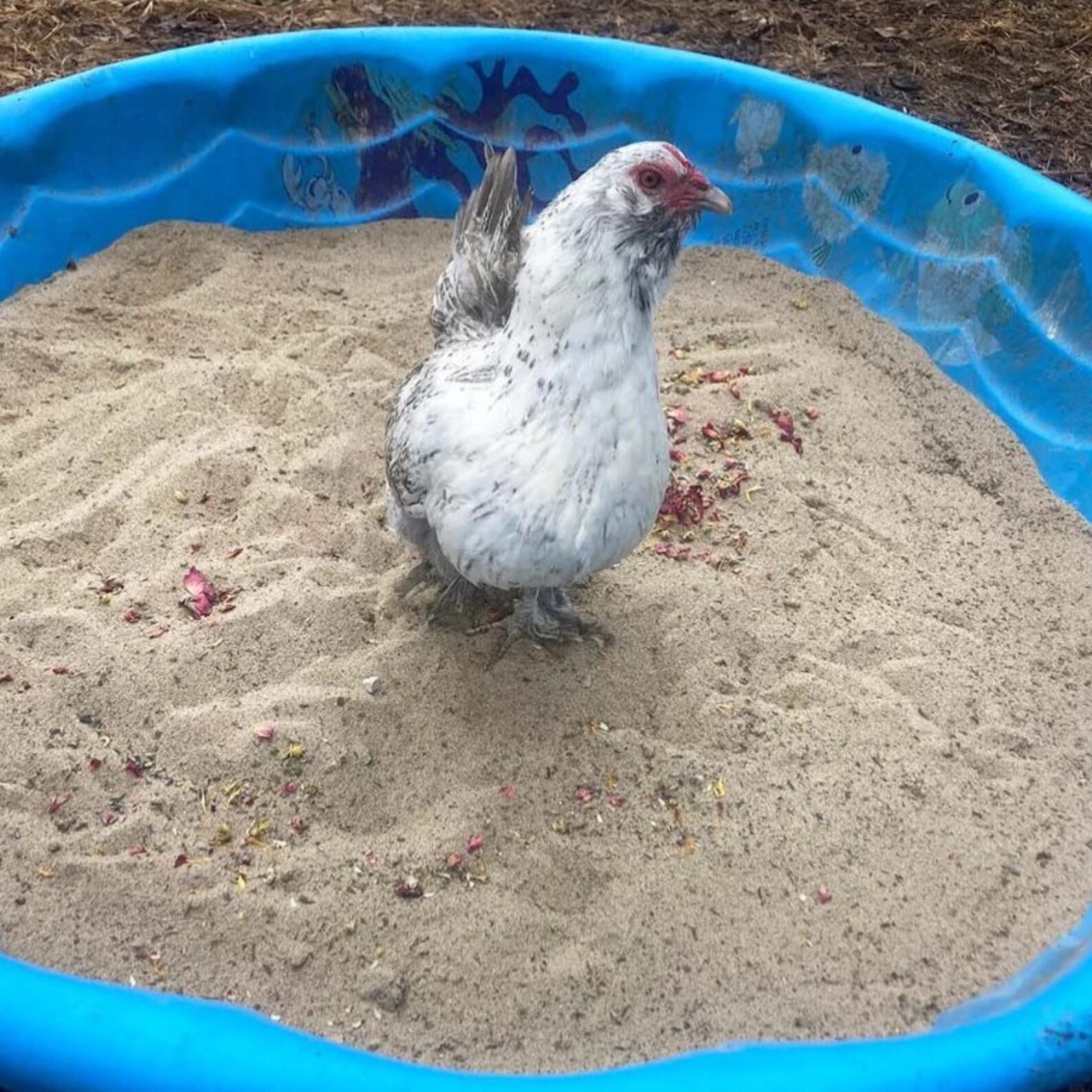 Pick Me up Floral Dust Bath With Herbs, Dried Flowers, and Botanicals ...