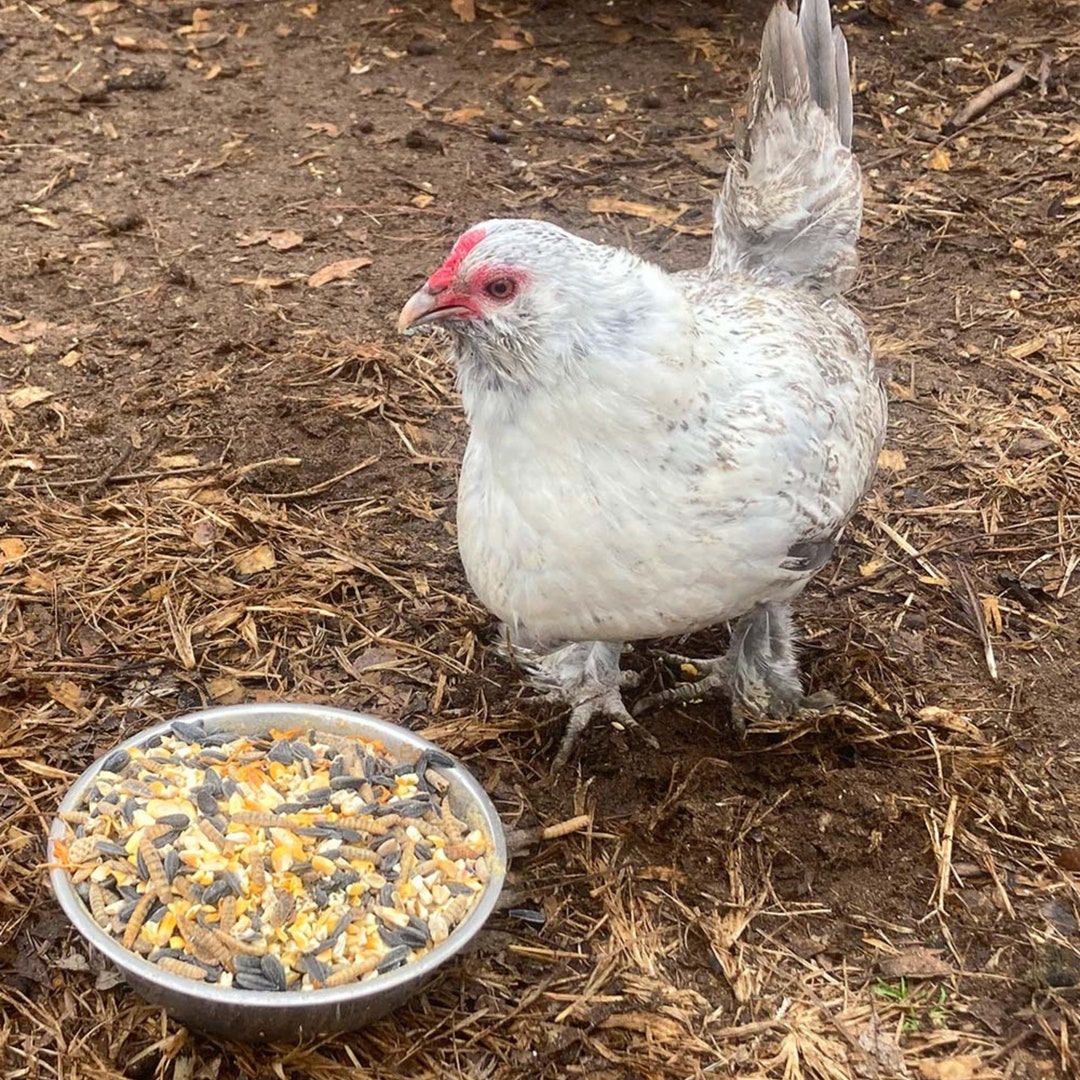 Omega Burst: Omega Rich Treat for Great Eggs & Feathers! - Etsy