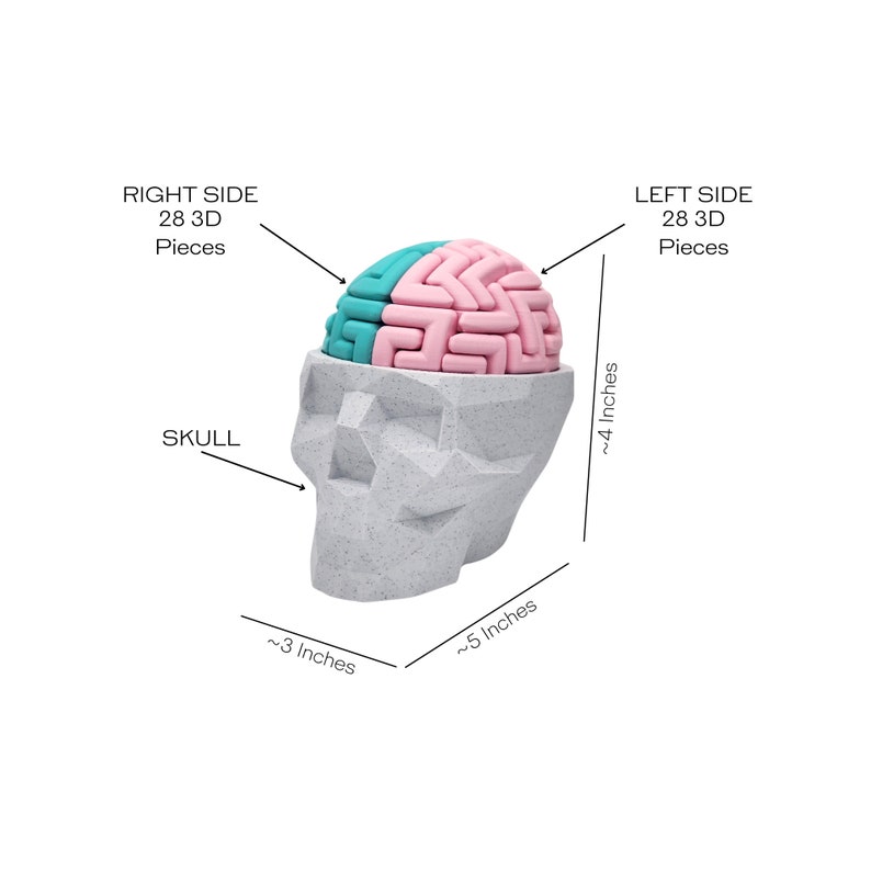 3D Brain Puzzle / 3D Puzzle 28 Left Brain Pieces and 28 Right Brain ...