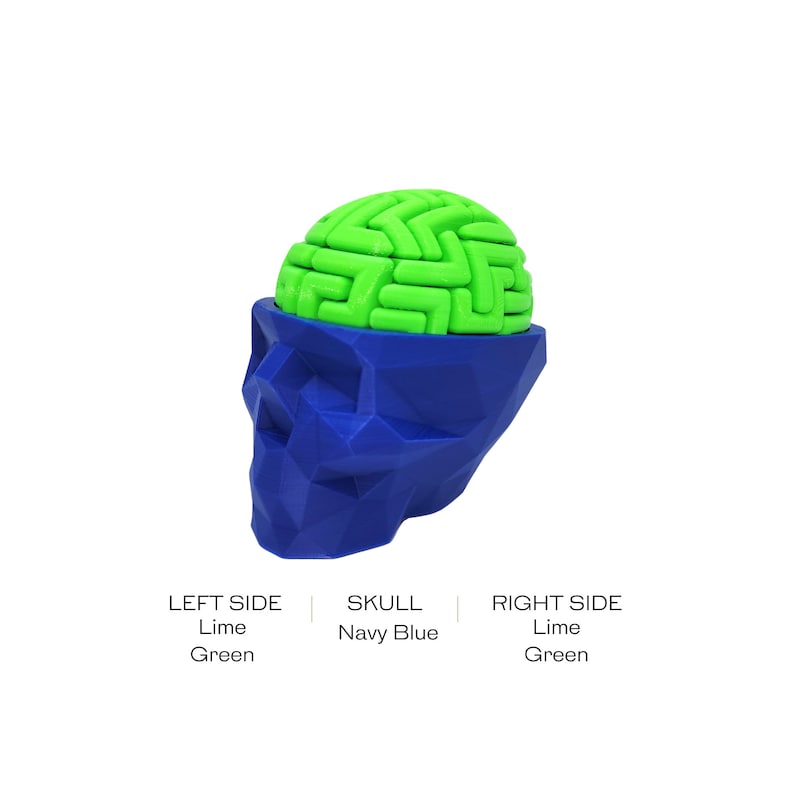 3D Brain Puzzle / 3D Puzzle 28 Left Brain Pieces and 28 Right Brain ...