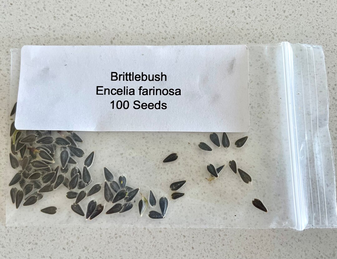 1 Bag of 100 Seeds Brittlebush Encenia Farinosa - Etsy