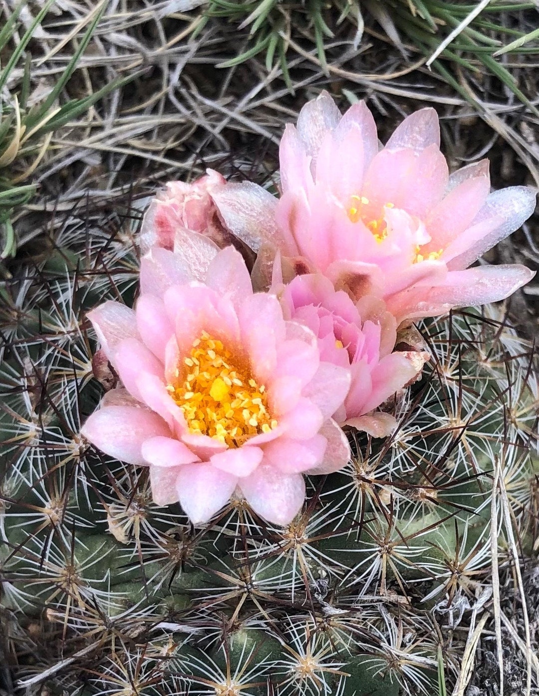 Medium Size Mountain Ball Cactus Pediocactus Simpsonii Very Cold and ...