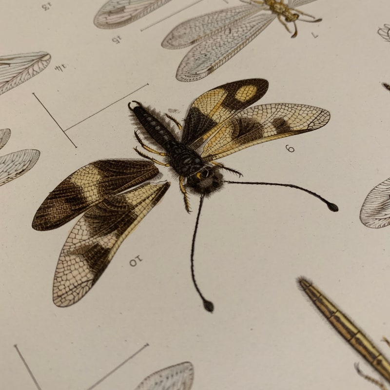 Vintage Entomology Print - Etsy
