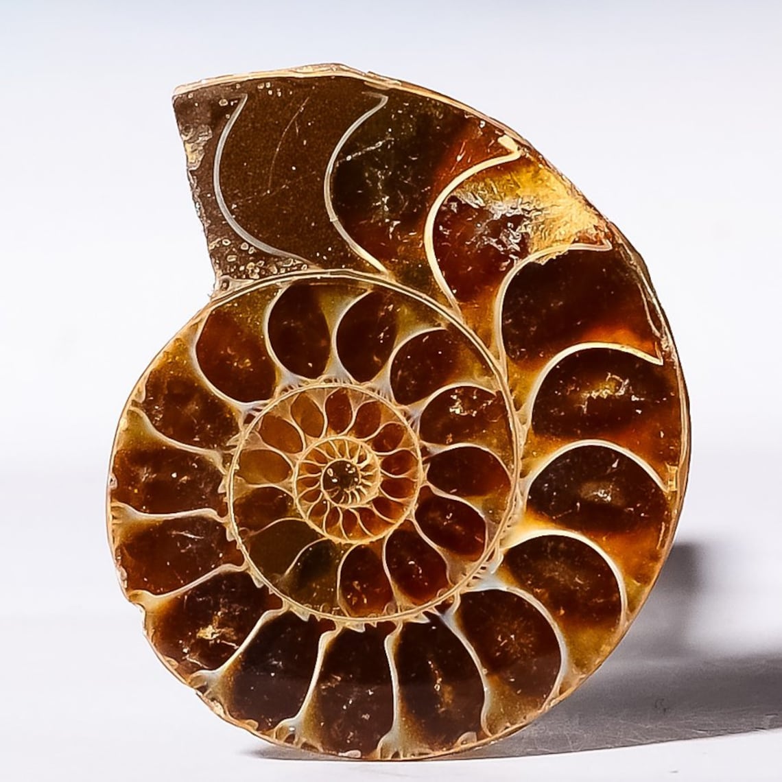 Ammonit Fossil Gemstone | Ammonit Fossil Gemstone | Ammonit Fossil ...