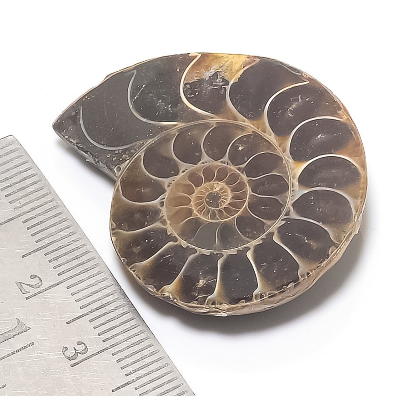 Ammonit Fossil Gemstone | Ammonit Fossil Gemstone | Ammonit Fossil ...