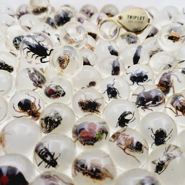 Insect Collection - Etsy