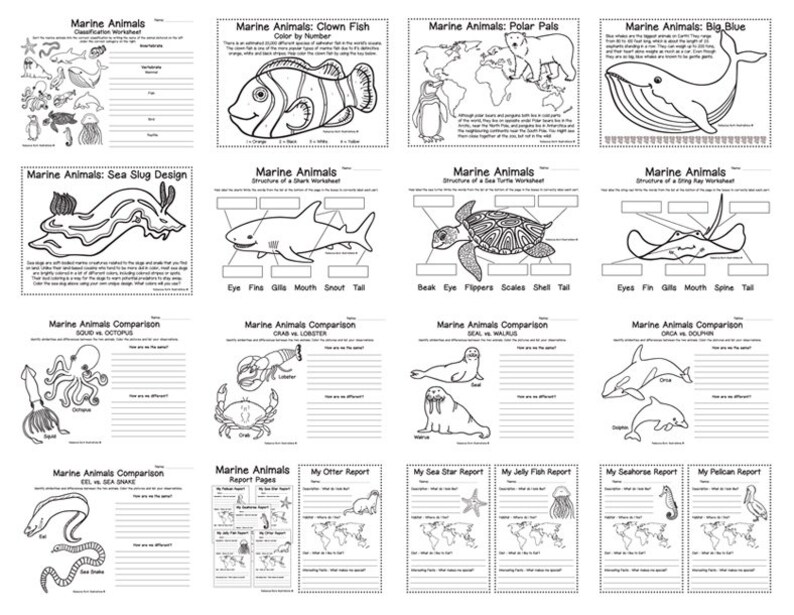 Marine Animals Science Packet - Etsy