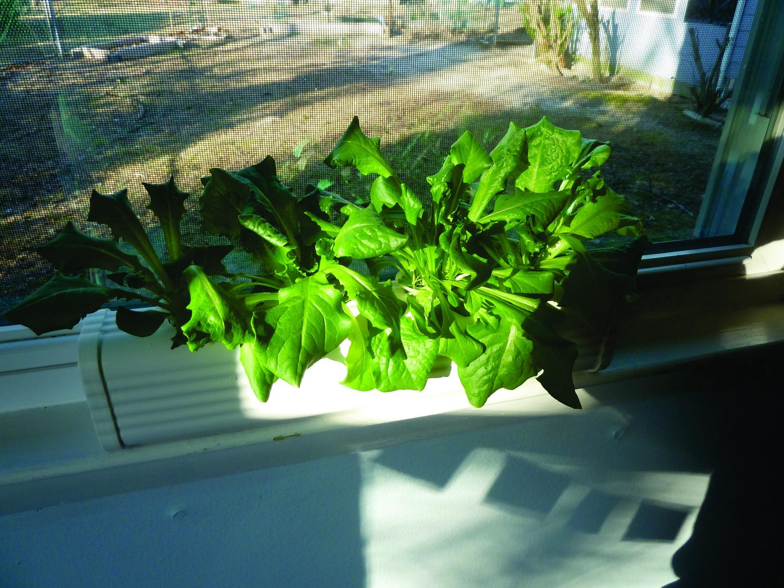 Complete Hydroponic Growing System Kratky Container Gardening System ...