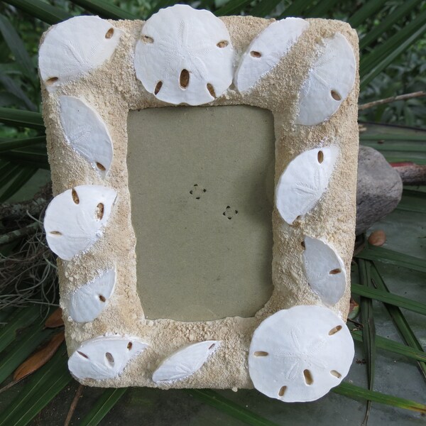 Sand Dollar Photo - Etsy