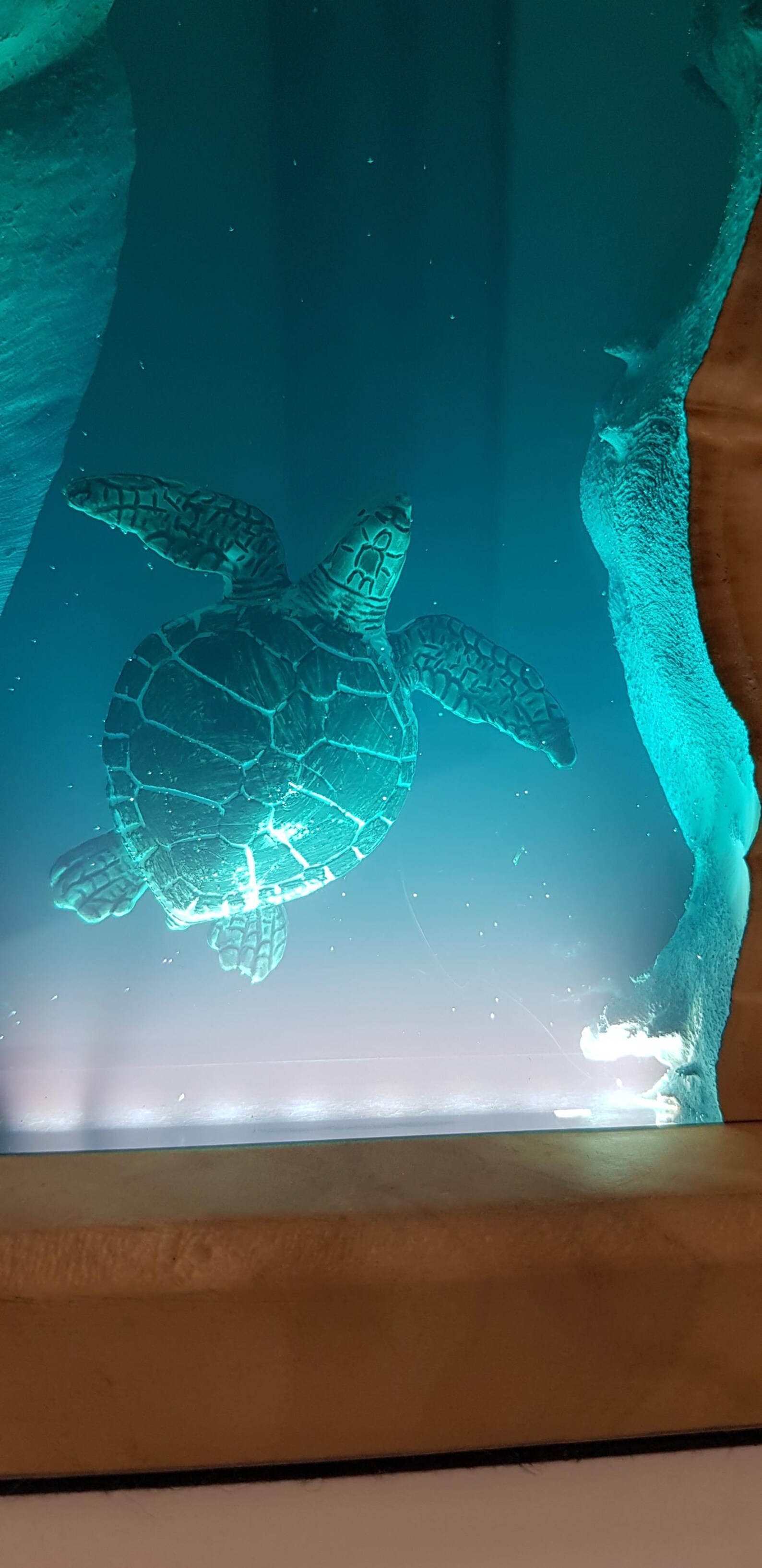 Handcrafted Sea Turtle Epoxy Lamp, Coastal Decor Light, Marine Life ...