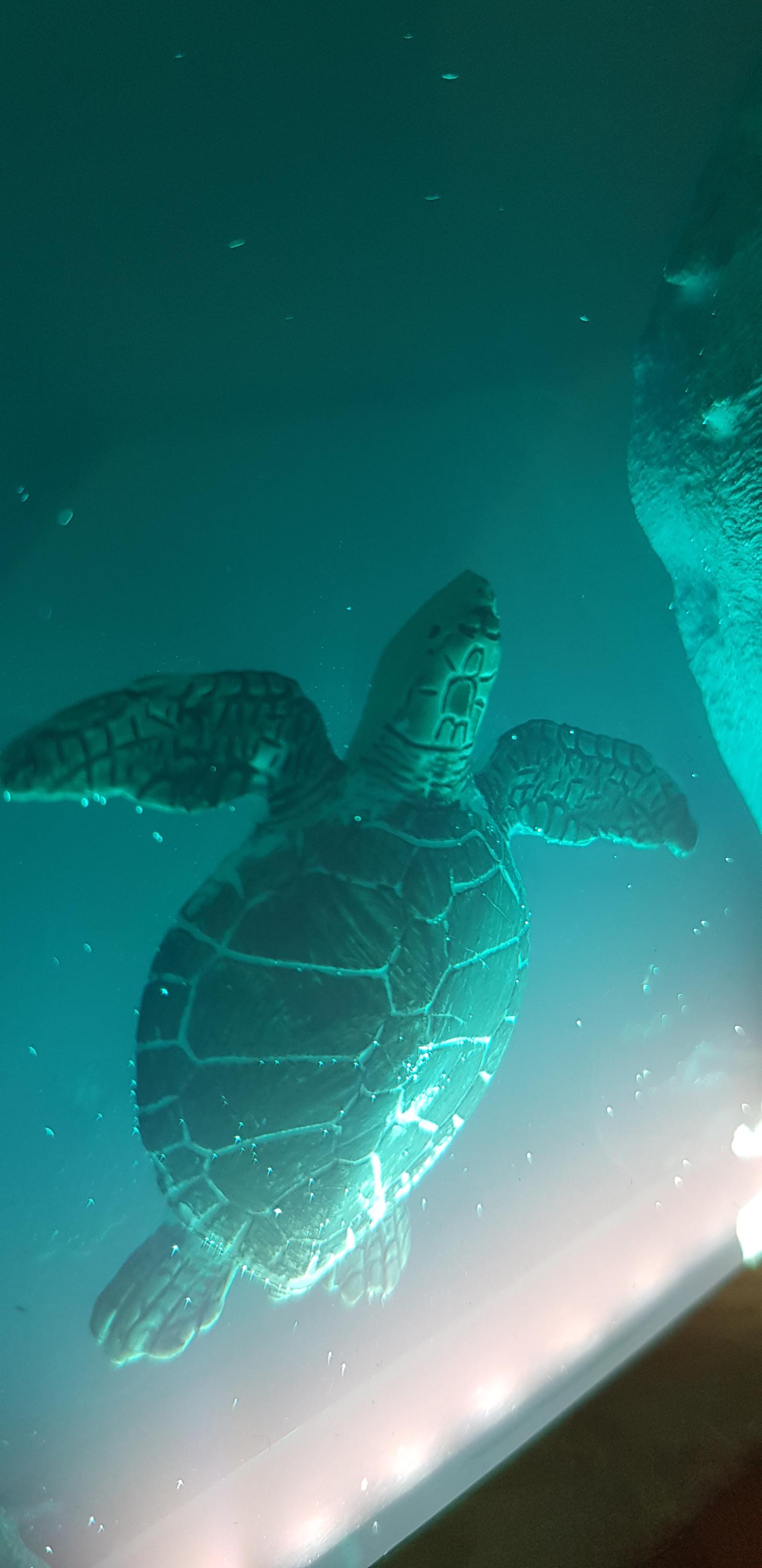 Handcrafted Sea Turtle Epoxy Lamp, Coastal Decor Light, Marine Life ...