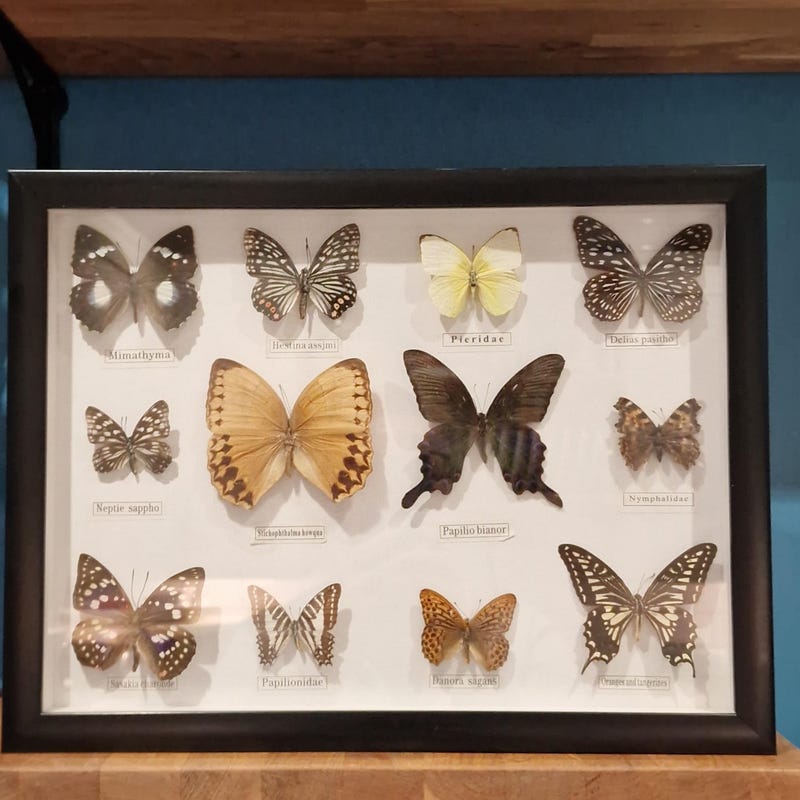 Butterfly Display - Etsy