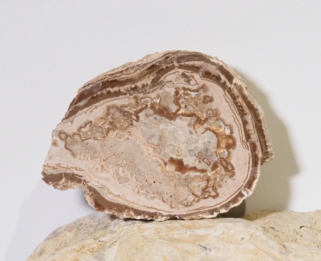 Stromatolite-microbialite Puy De Dôme France - Etsy