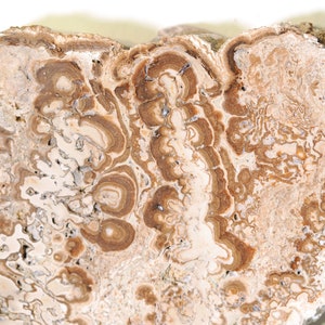 Stromatolite-microbialite Puy De Dôme France Display Specimen 11x9 Cm ...