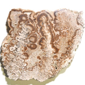 Stromatolite-microbialite Puy De Dôme France Display Specimen 11x9 Cm ...