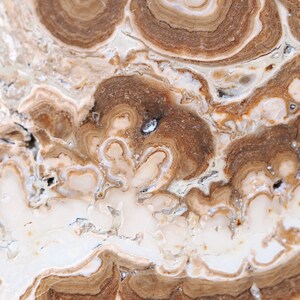 Stromatolite-microbialite Puy De Dôme France Display Specimen 11x9 Cm ...