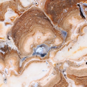 Stromatolite-microbialite Puy De Dôme France Display Specimen 11x9 Cm ...