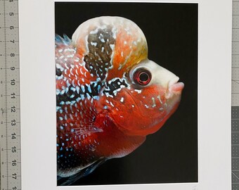 Flowerhorn Art - Etsy
