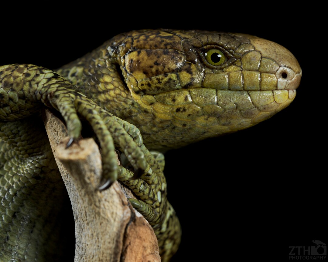 Monkey Tailed Skink Print - Etsy