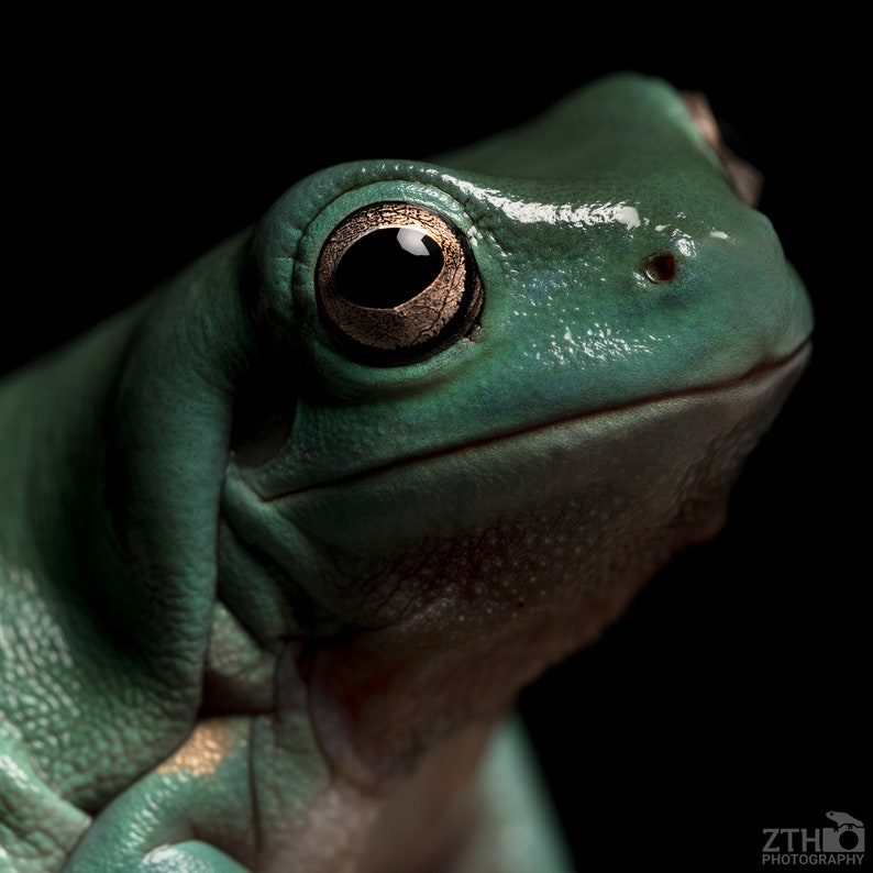 Frog Portrait 2 - Etsy