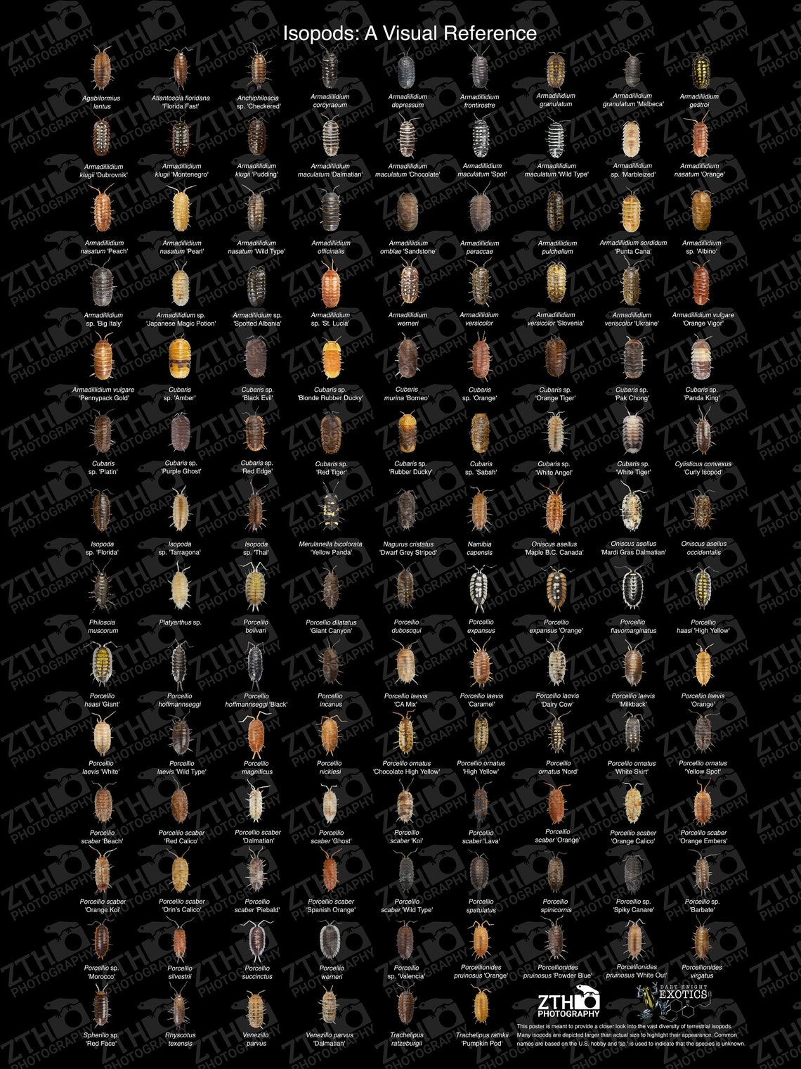 Isopod Poster Photo Print - Etsy