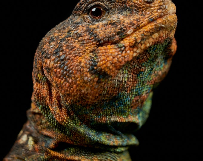 Uromastyx Print | Etsy