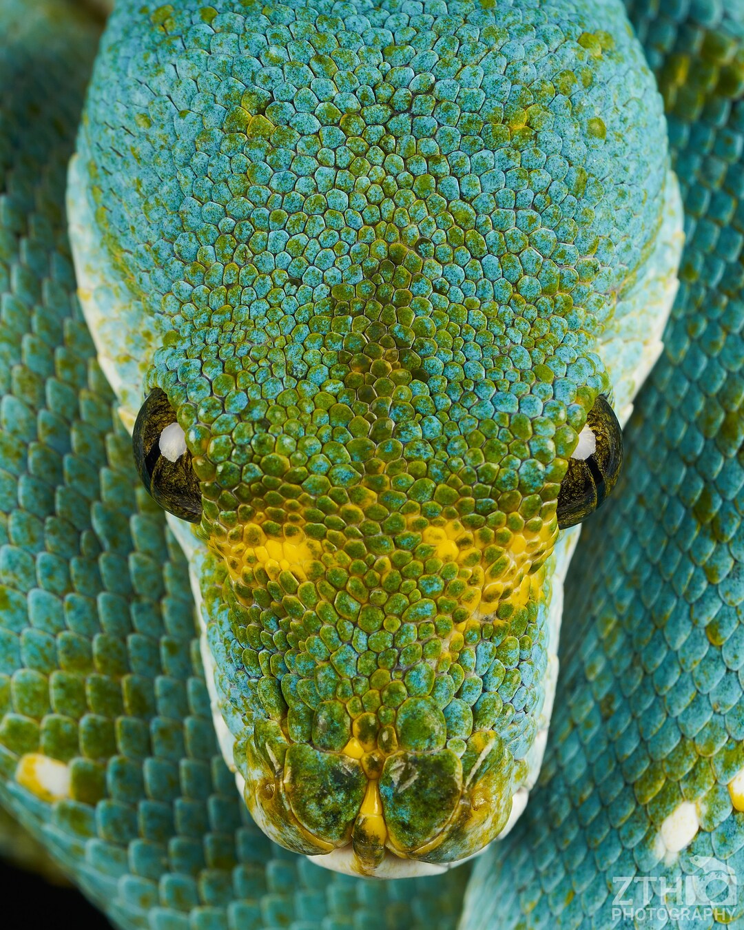 Green Tree Python Close-up - Etsy