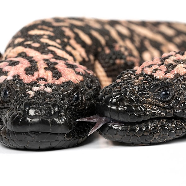 Gila Monster Toy - Etsy UK