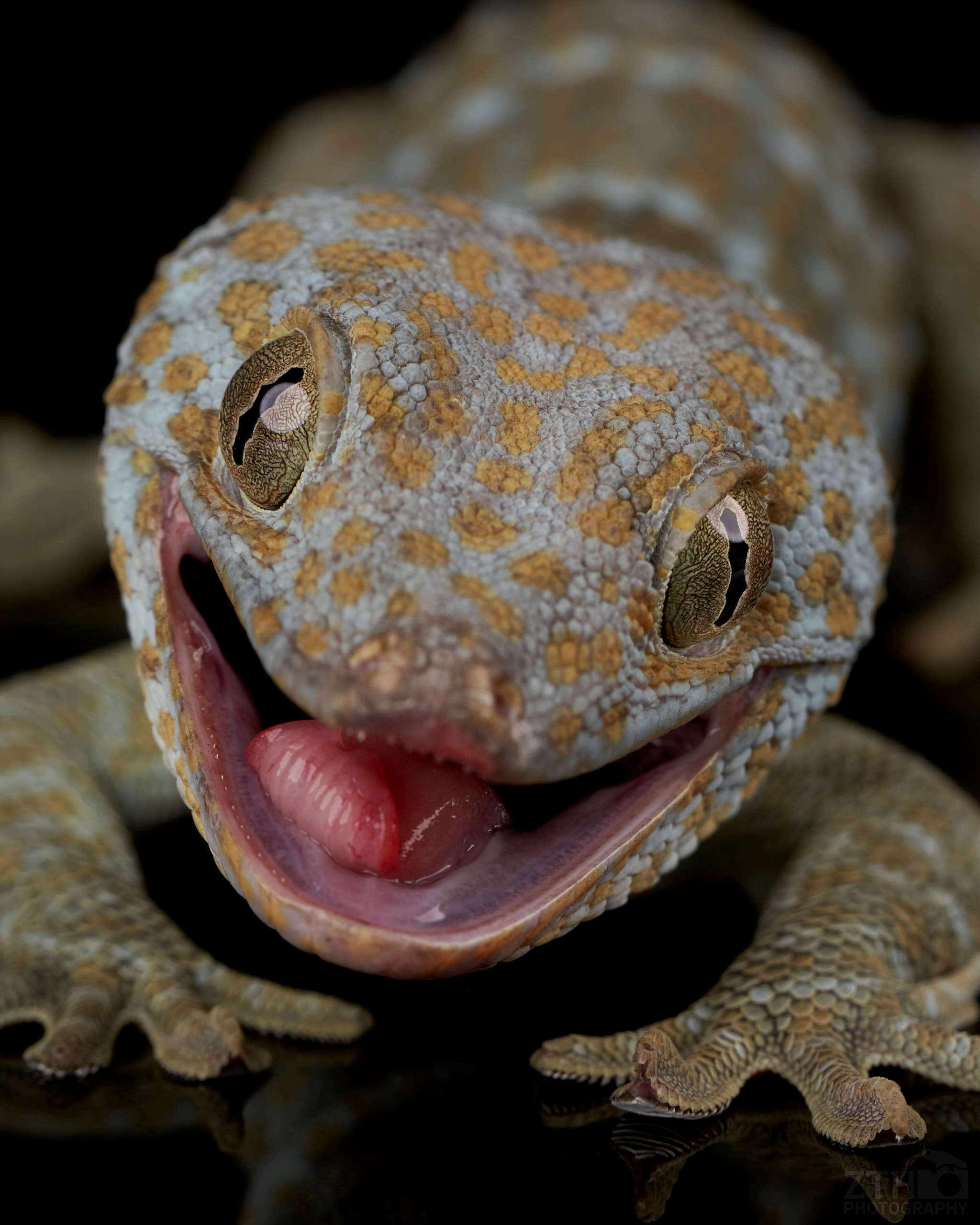 Tokay Gecko Teeth
