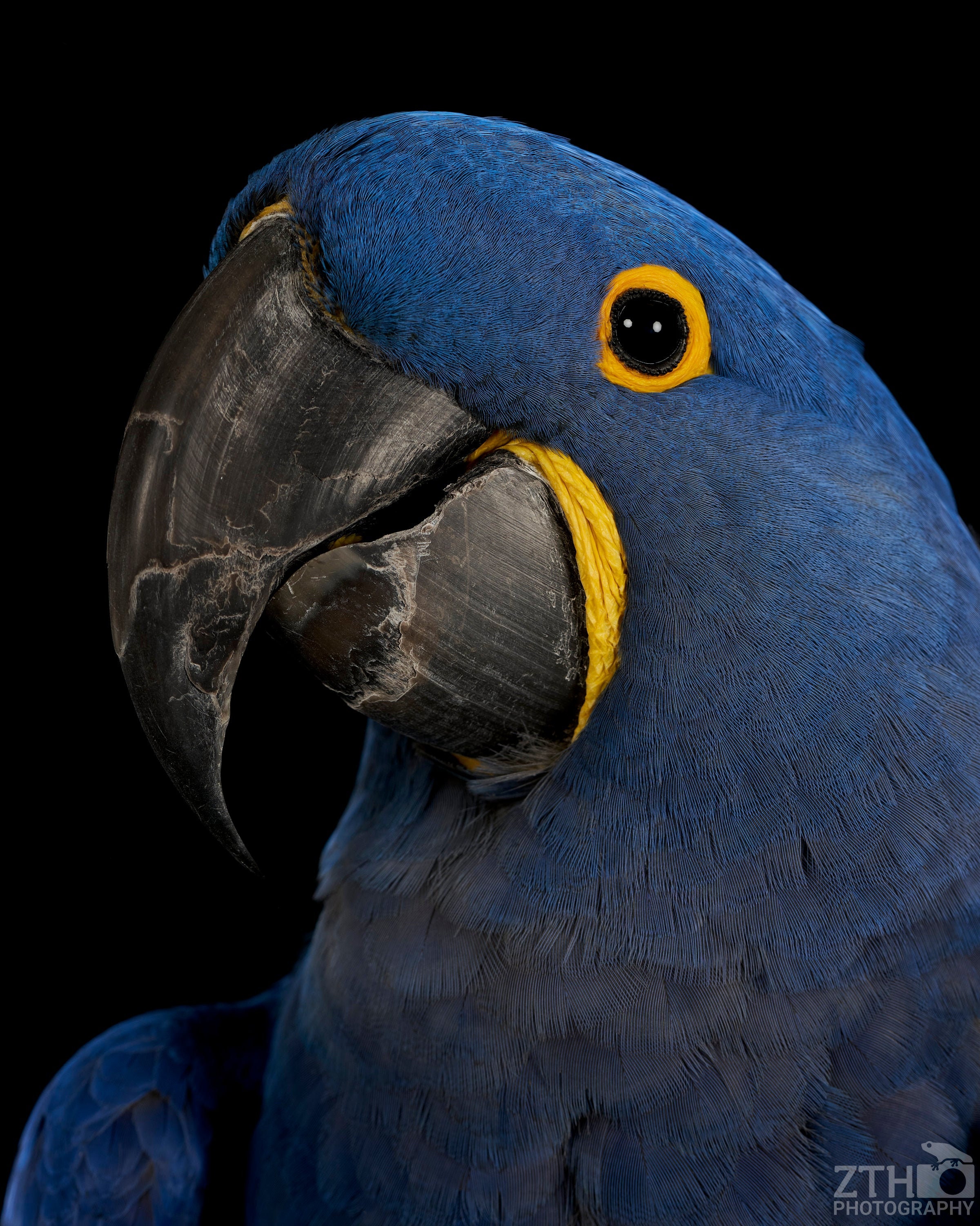 Milicinth Macaw