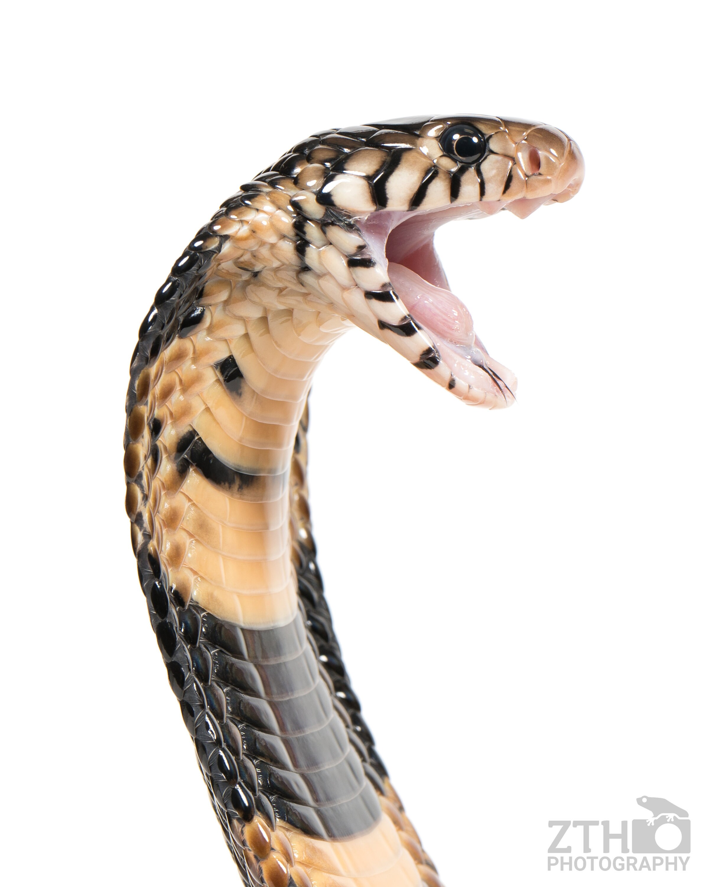Snake Side View Mouth Open