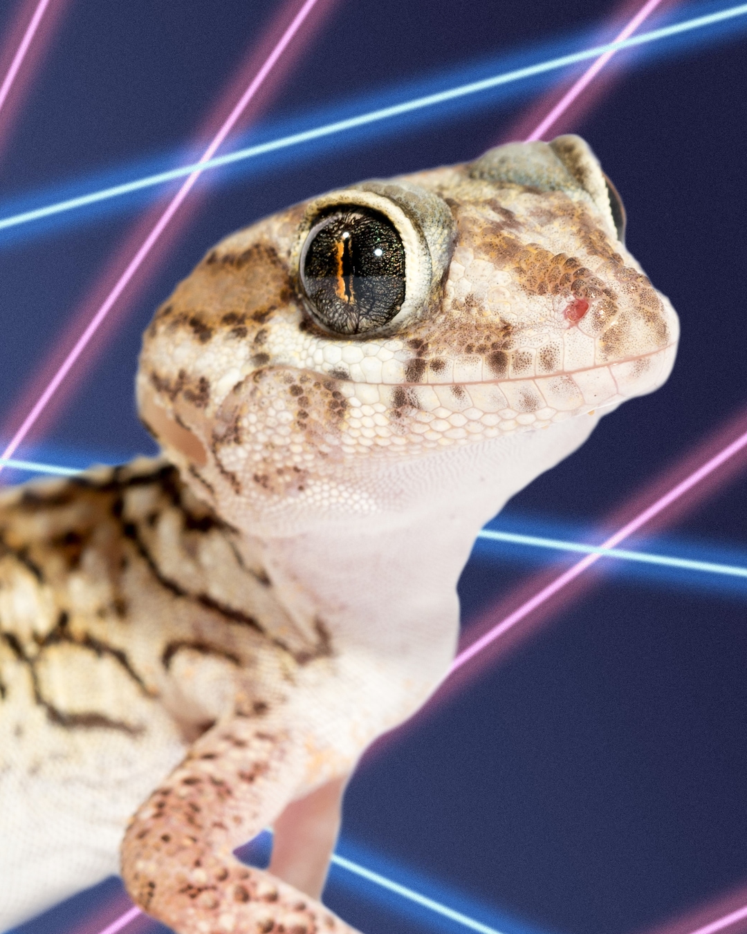 Pictus Gecko School Portrait - Etsy