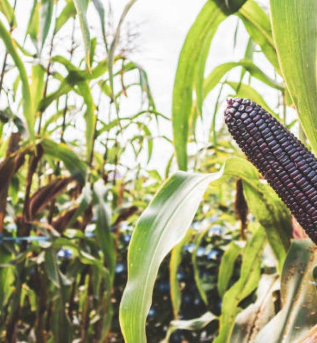 Peruvian Maíz Morado 10 Corn Seeds | Rare Purple Heirloom | 2025 ...