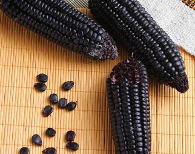 10x Purple Corn Seeds, Choclo Morado, Maize, Exotic, Kulli Sara ...