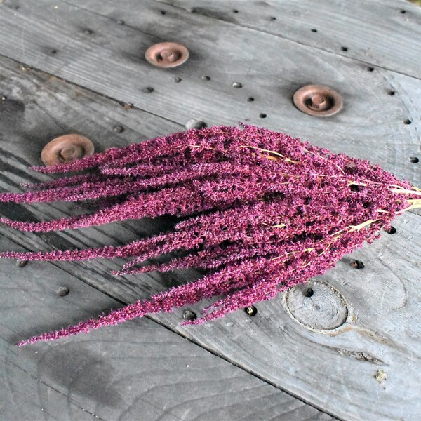 Dried Amaranthus - Etsy
